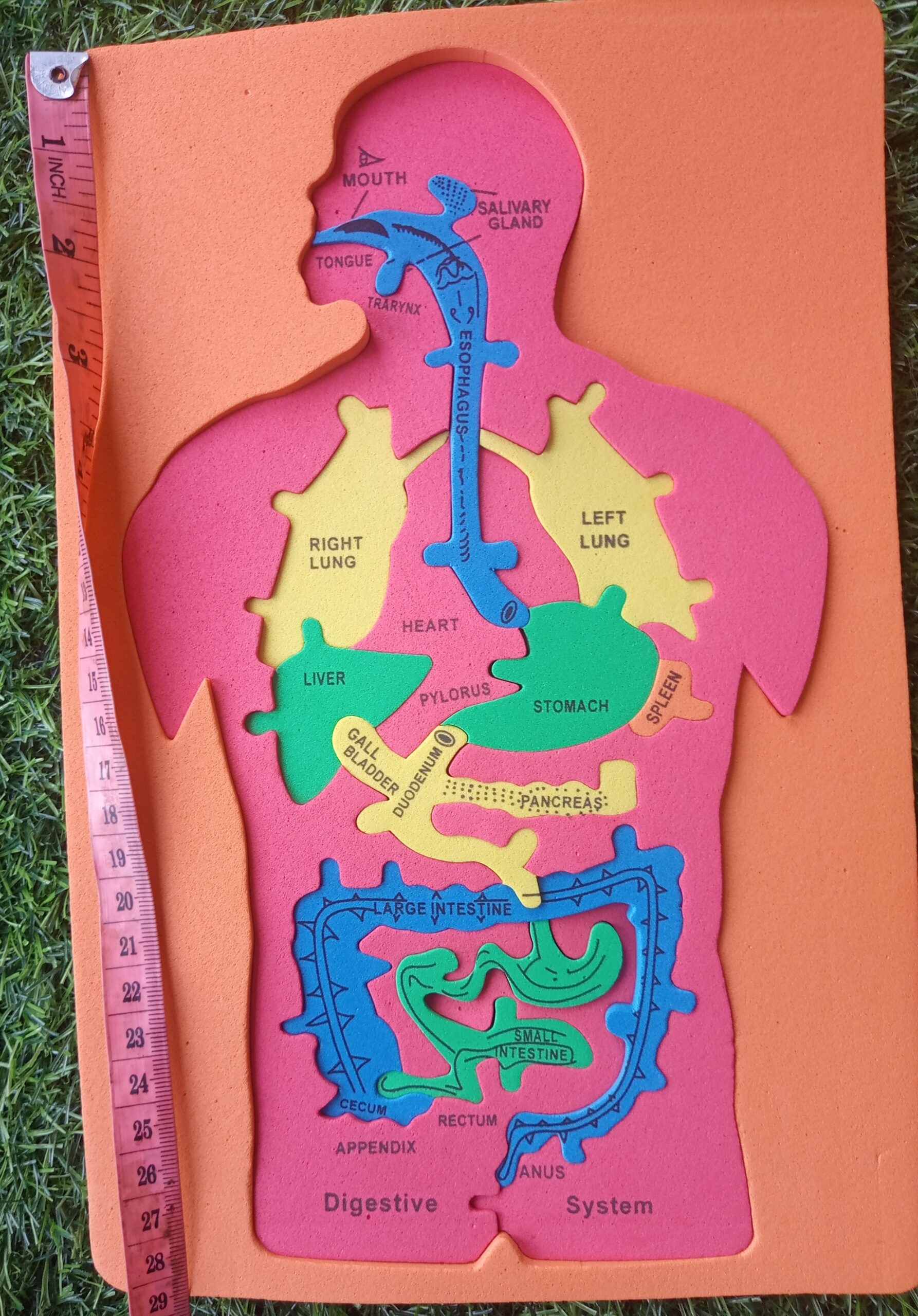 Digestive System Puzzle – The Lifematics Centre