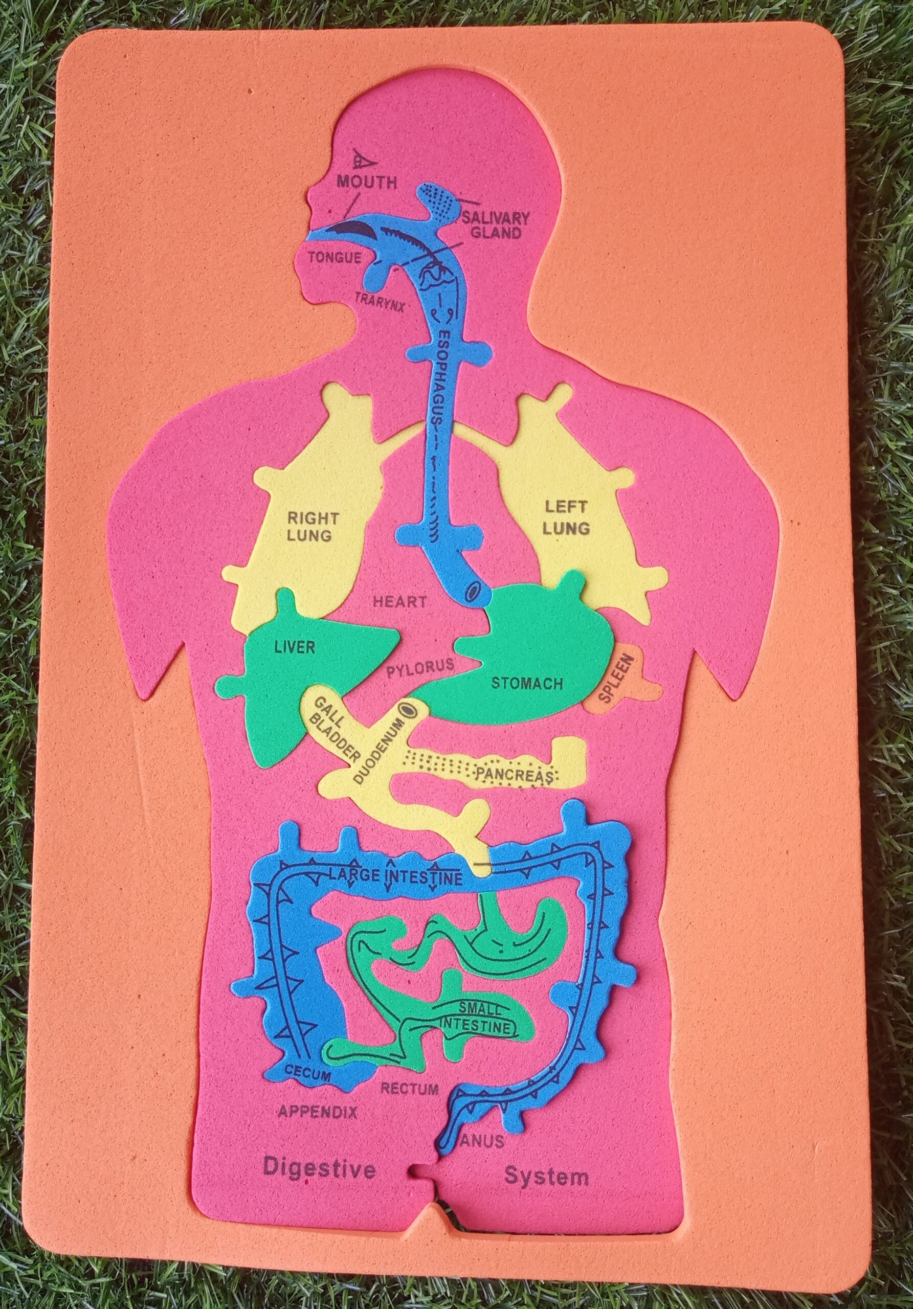 Digestive System Puzzle – The Lifematics Centre