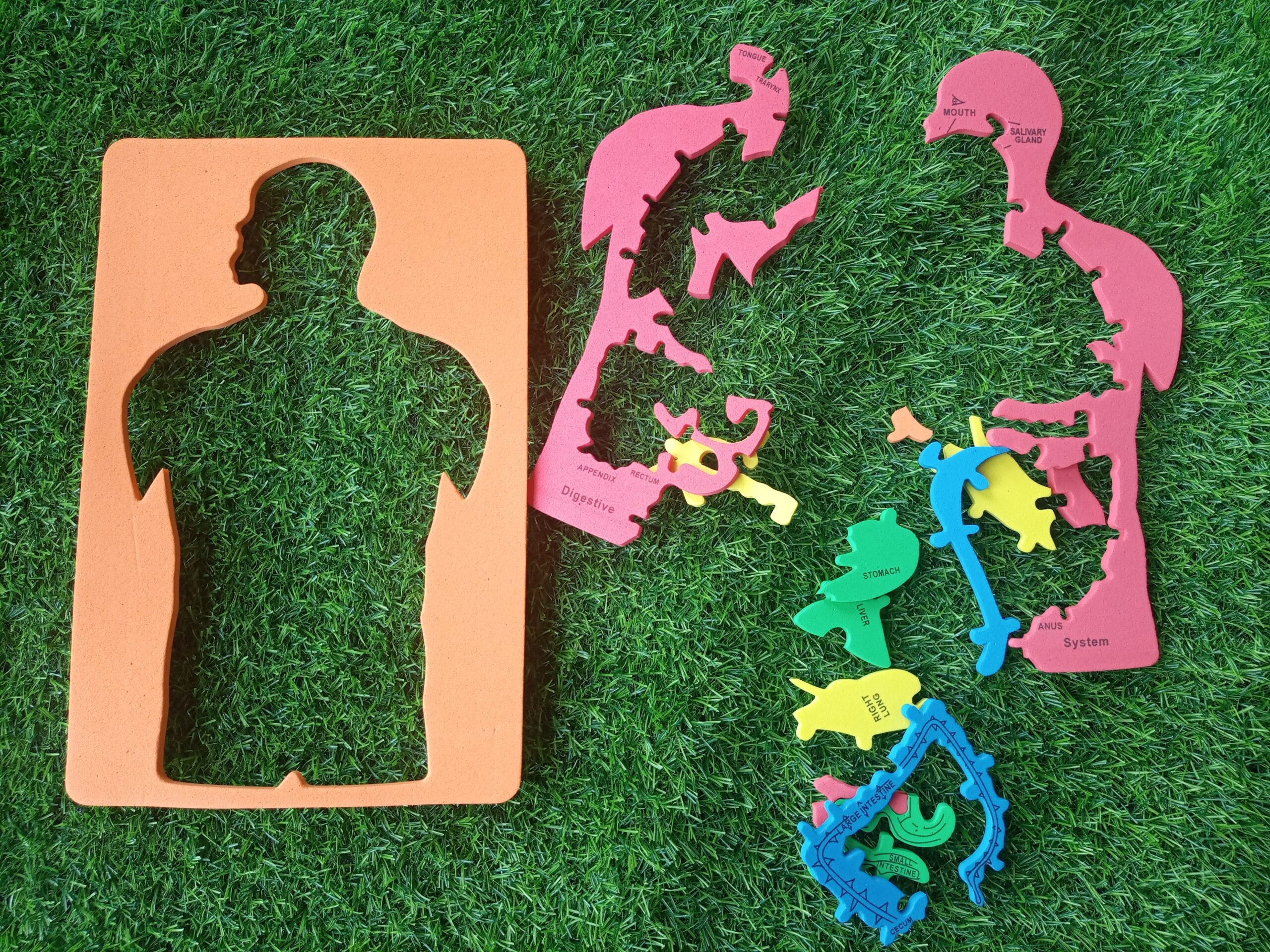 Digestive System Puzzle – The Lifematics Centre