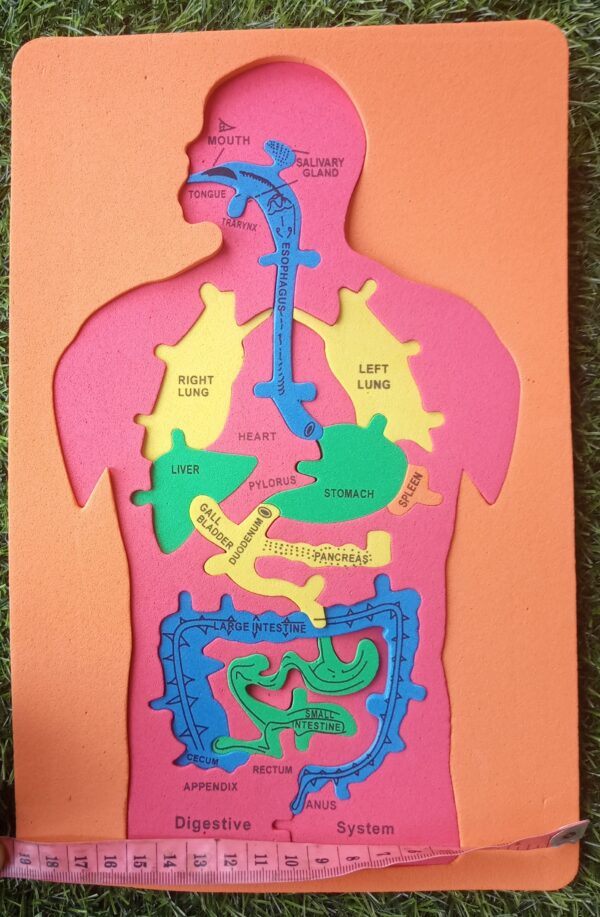 Digestive System Puzzle – The Lifematics Centre