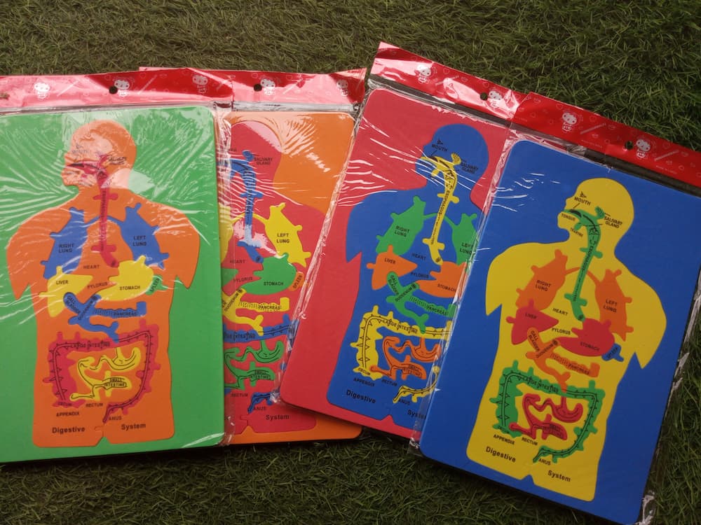 Digestive system puzzle - The Lifematics Centre